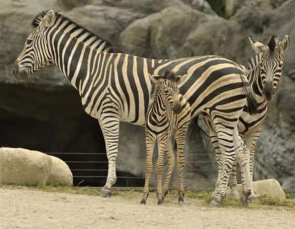 Top-10-Baby-Animals-From-Zoos-of-the-World8 – WordBrothel